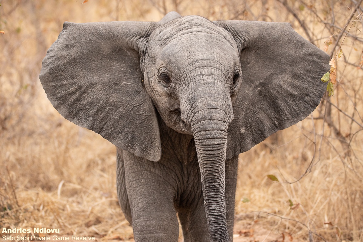 Baby African Elephant Face