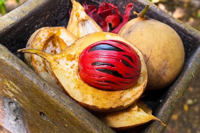 Nutmeg Fruit
