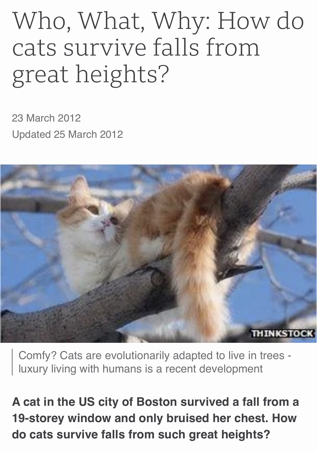 Can Dogs Survive Falls