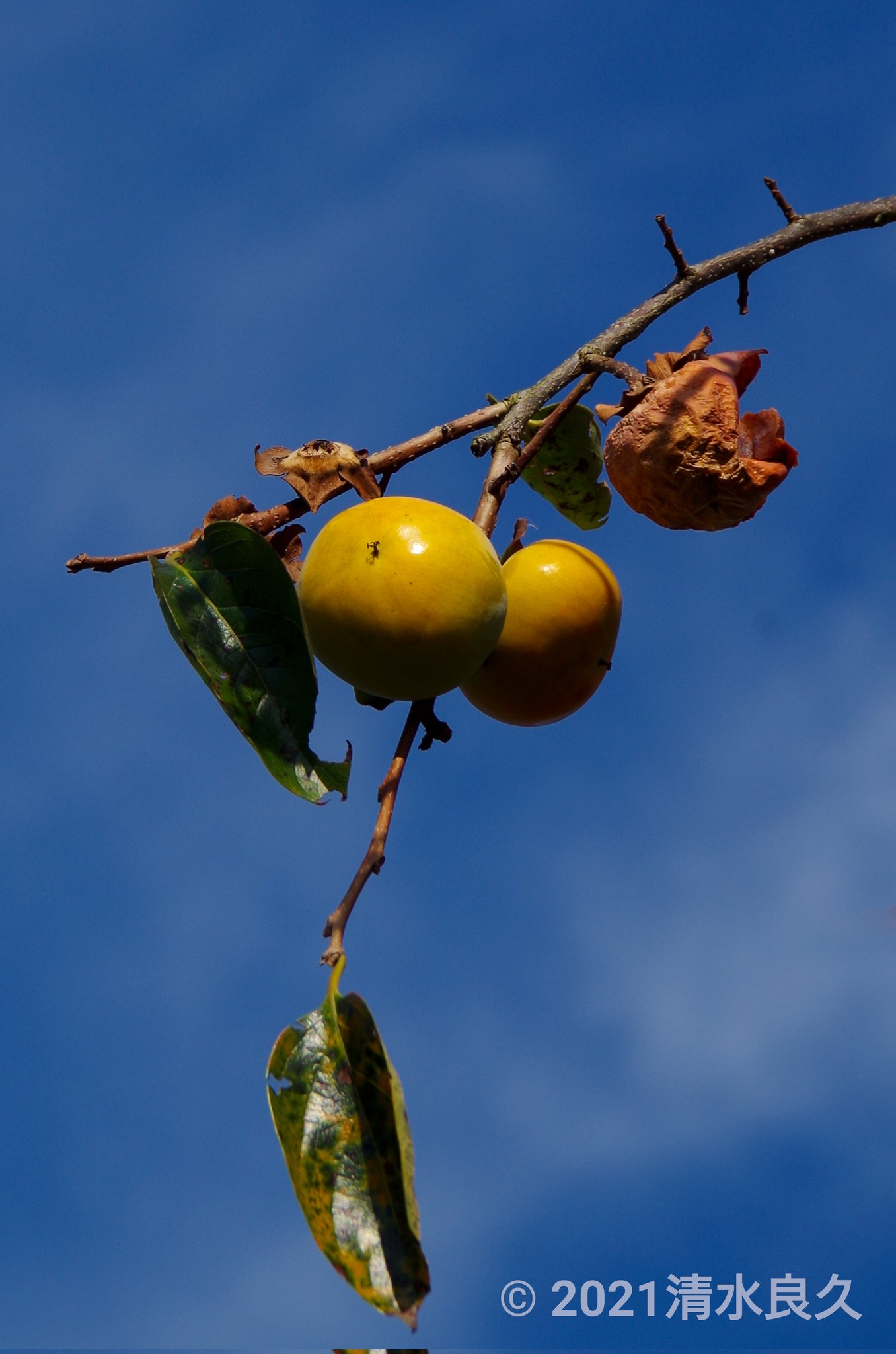 Shimizu Yoshihisa on Twitter: "本日の「ふがいない僕は空を見た」シリーズ 特別編 「残る秋」 撮影場所：春日井市 ...