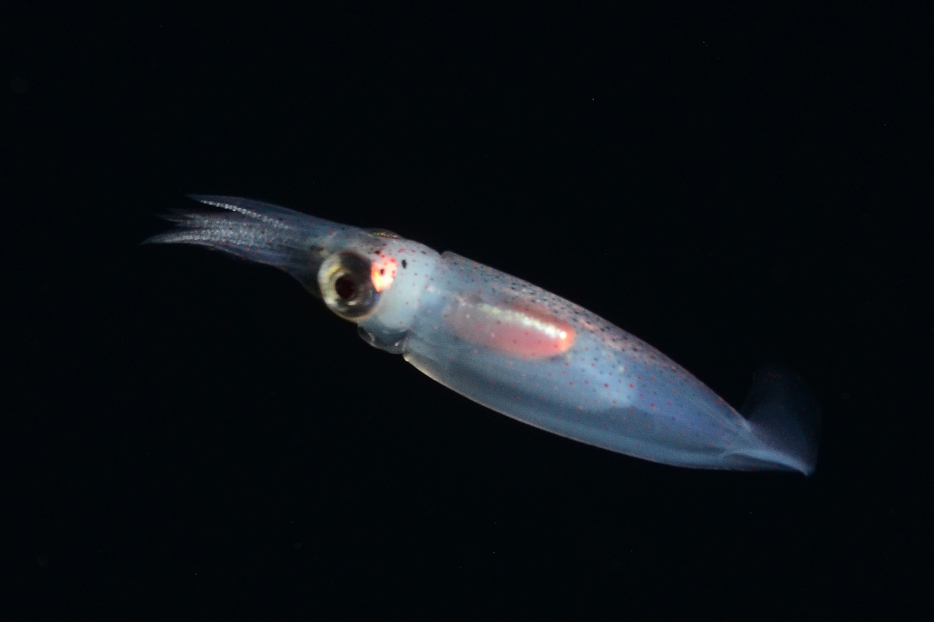 Gonatidae