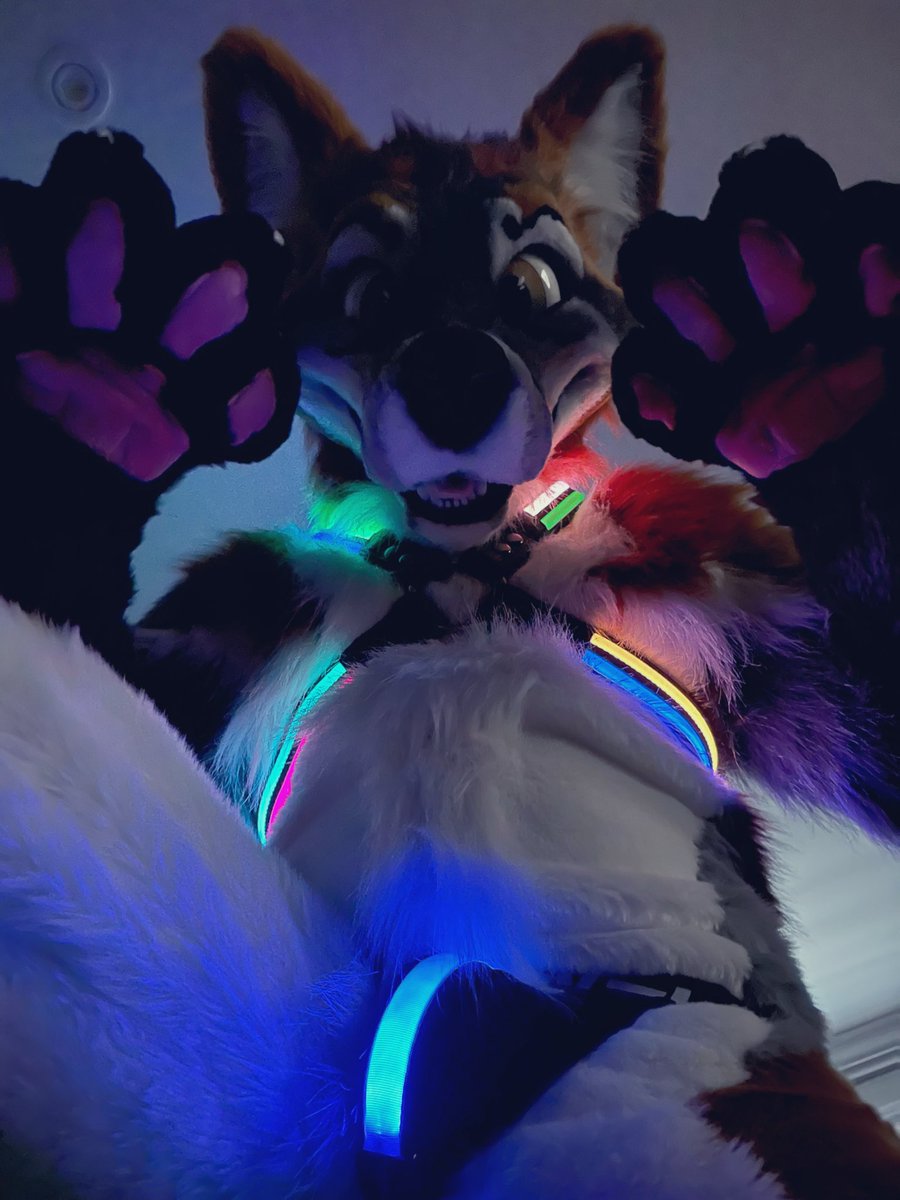 Pink Paws And Sticky Maws Damiens Foxhole Twitter