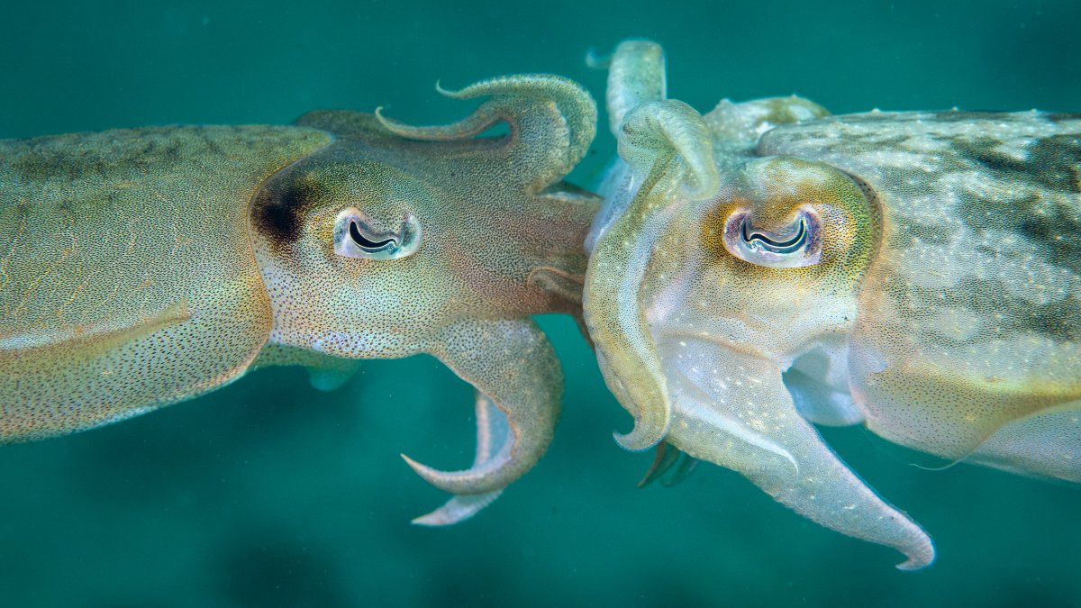 The Kiss: Mating Mourning Cuttlefish, in Chowder Bay, Sydney Harbour ...