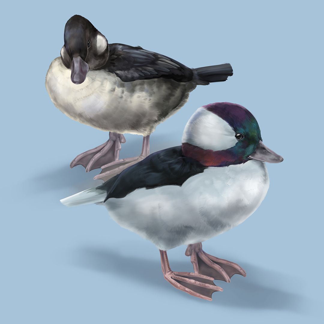 Hen Bufflehead