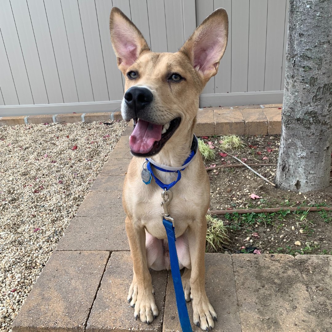 Dingo Lab Mix