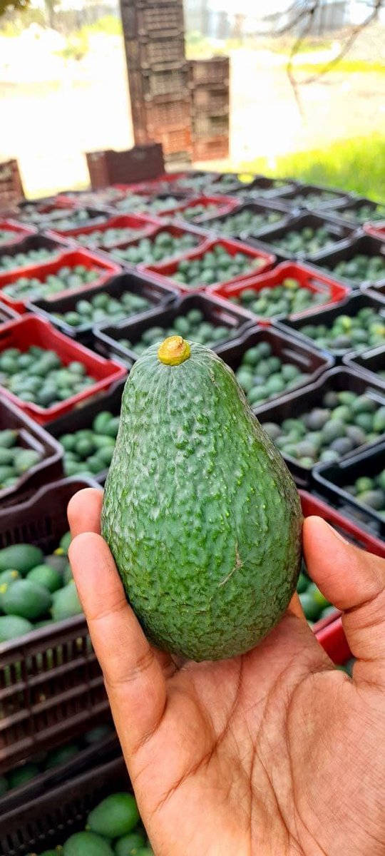 Mandefro Nigussie (@mandefro_niguss) | Twitter