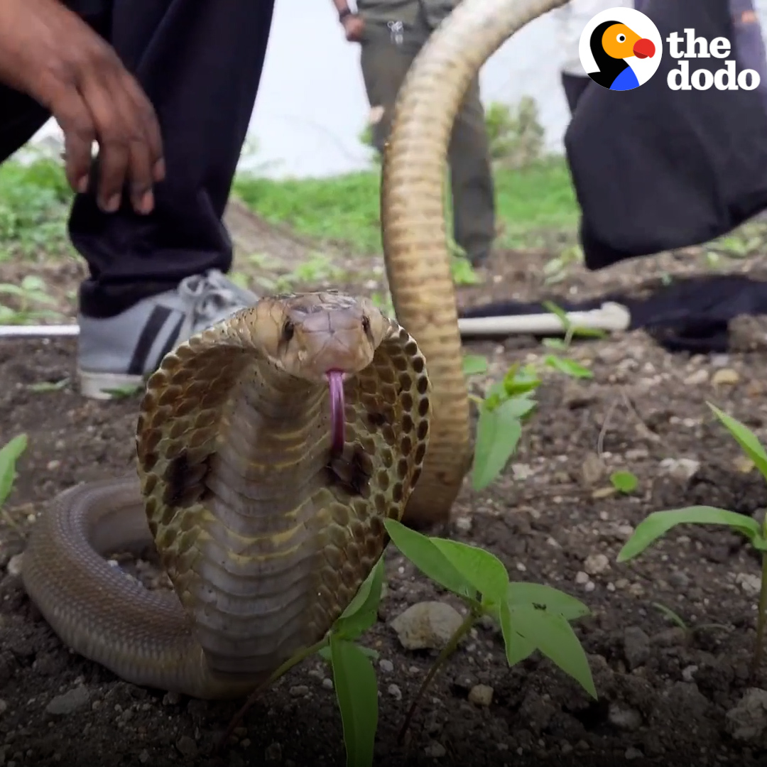 Cutest little cobra gently slithers into bag so people can take him ...