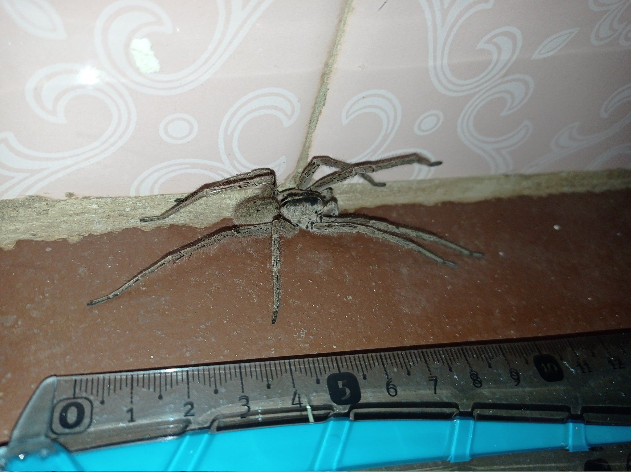 Giant Spiders In Zimbabwe