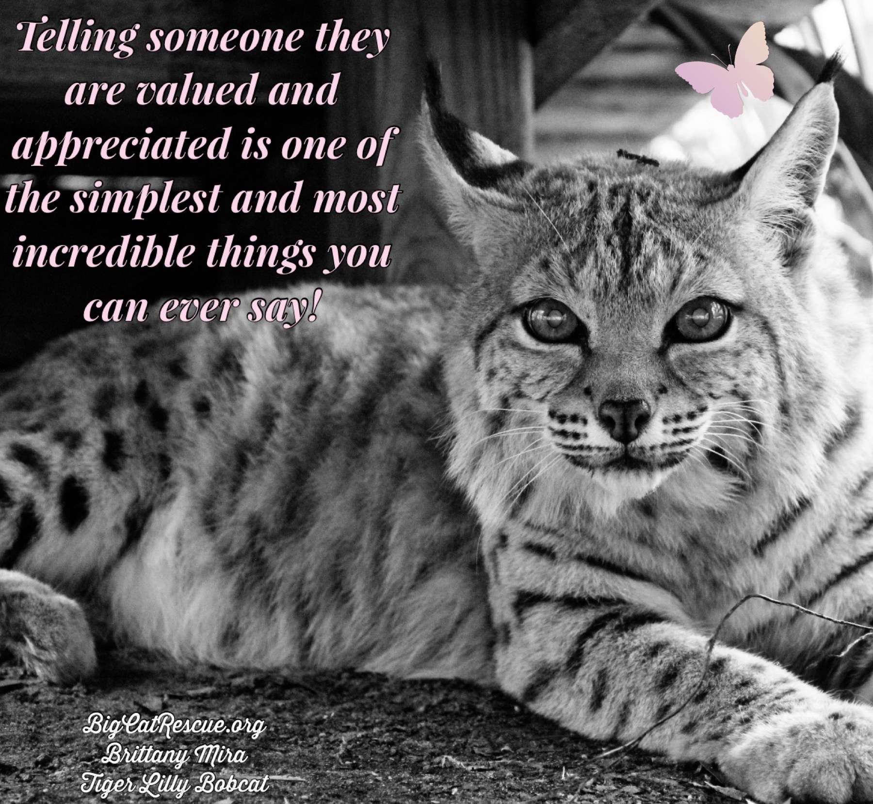 Jungle Cat Quotes Big Cat Rescue On X: "“Let There Be Peace On Earth