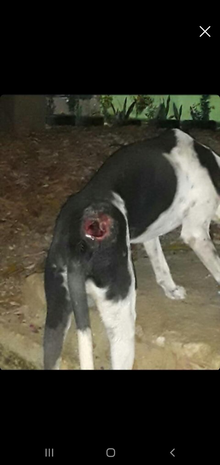 Perro Con Miasis SENASA Registra Poco Más De Mil Animales Domésticos