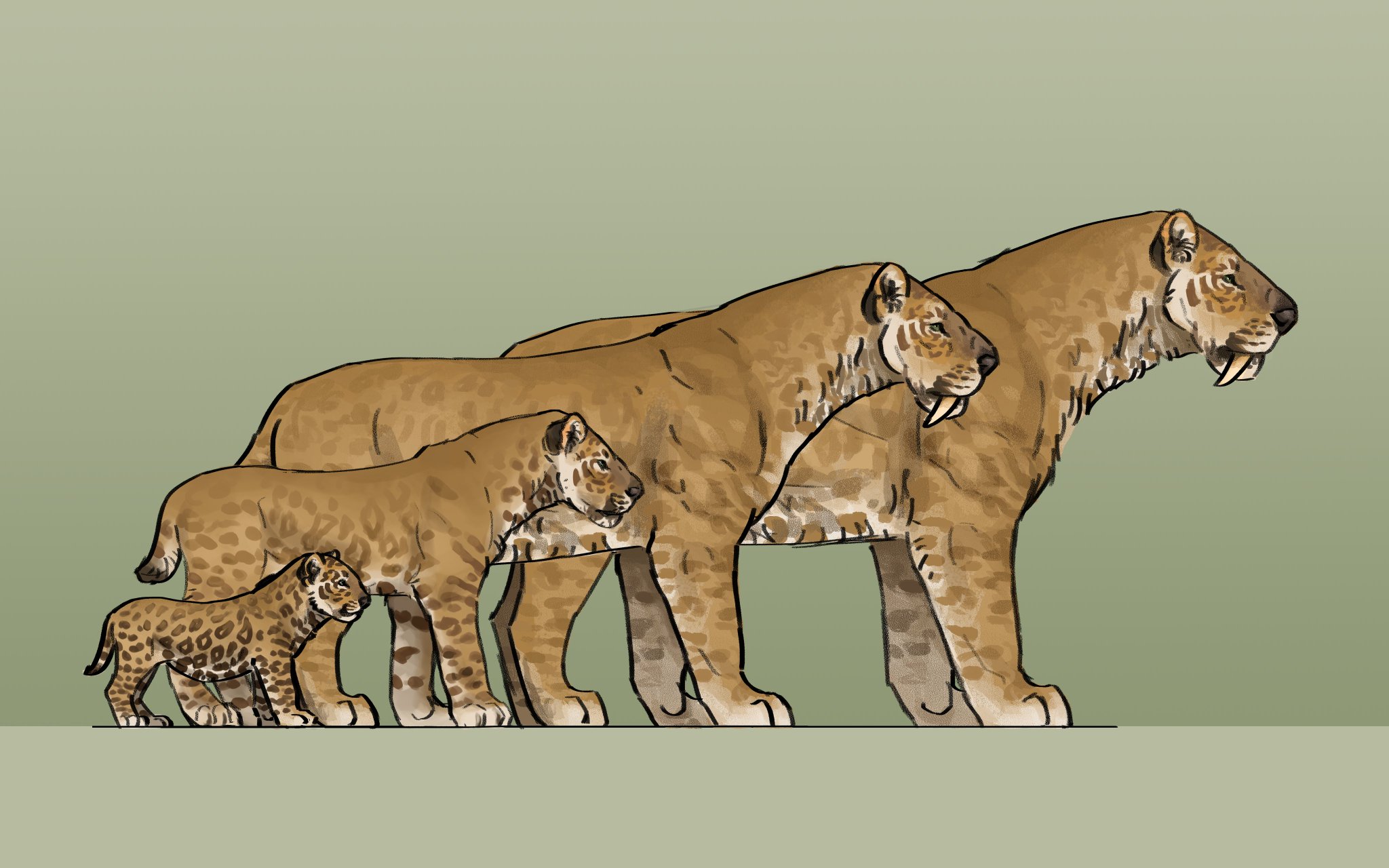 Smilodon Fatalis Vs Smilodon Populator