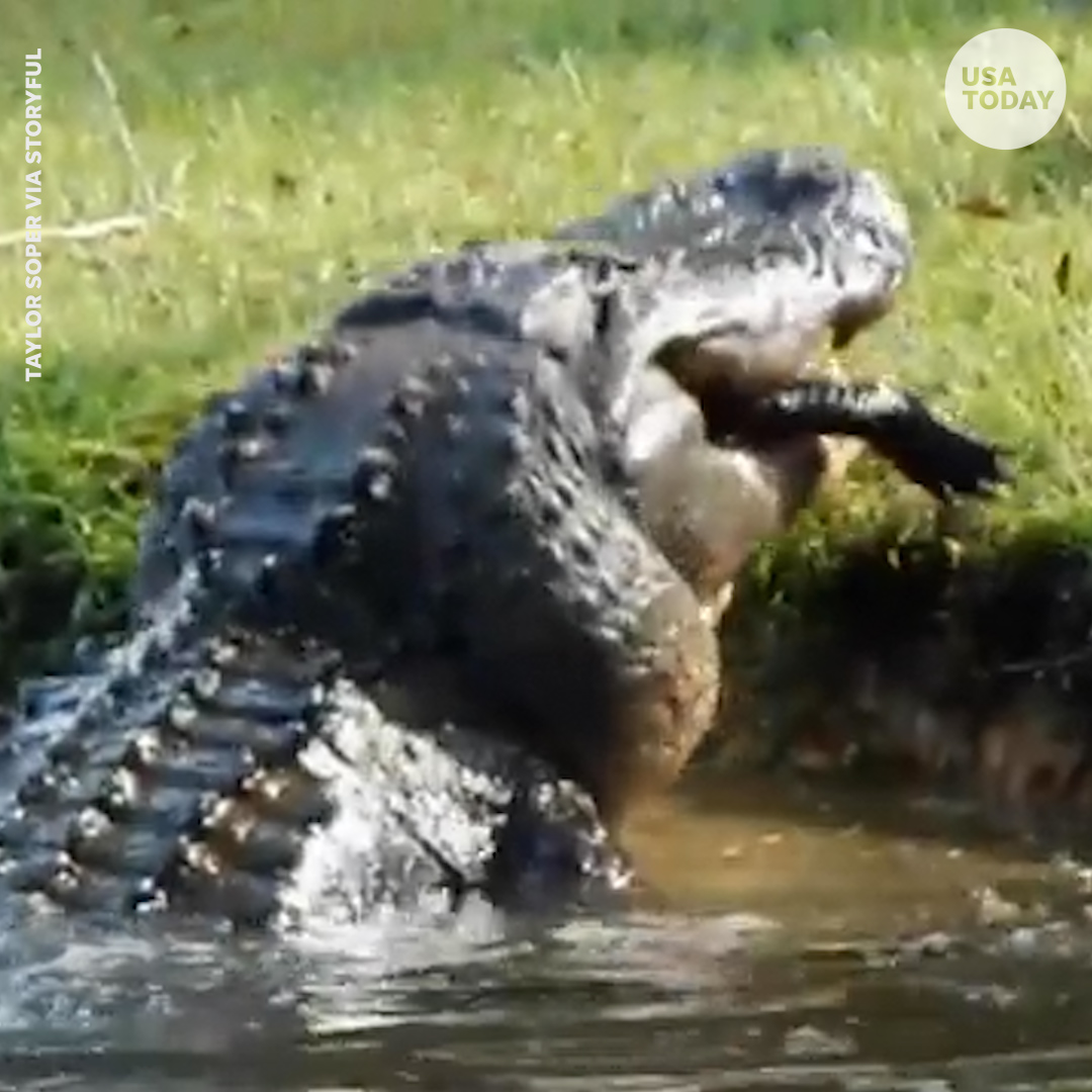 American Alligator Eating A Person