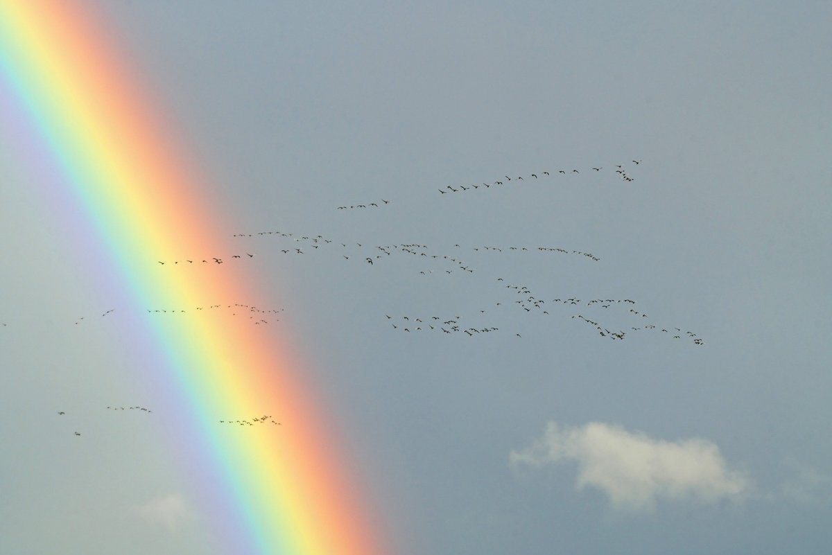Lovely sight to see the geese flying past the rainbow. Phil ...