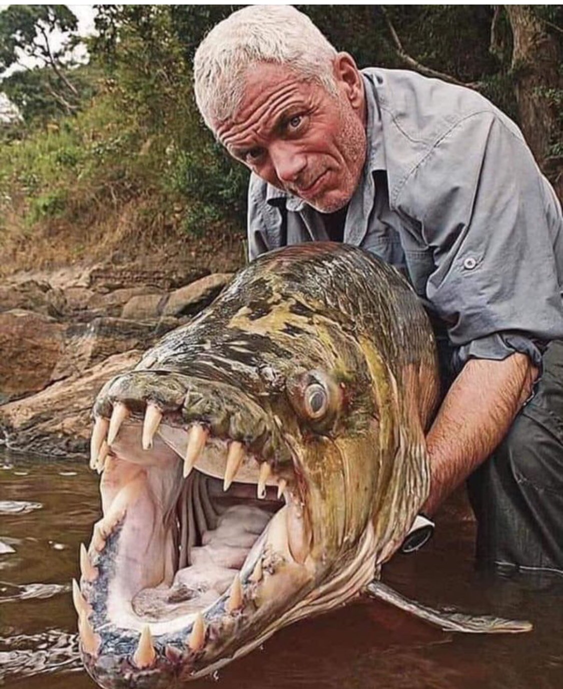 Pez Con Dientes Pez Sierra De Dientes Grandes MarAlliance.org