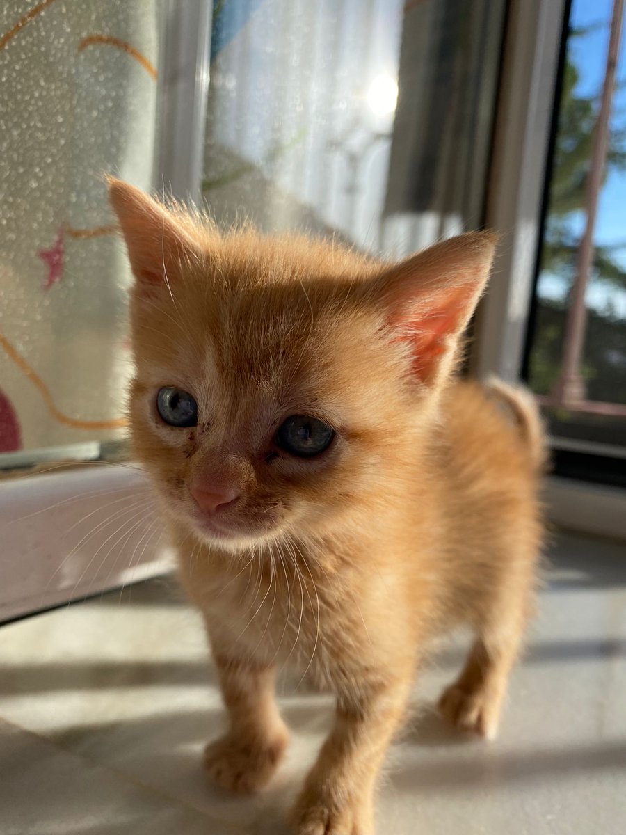 manbola (@manbolq) | Twitter