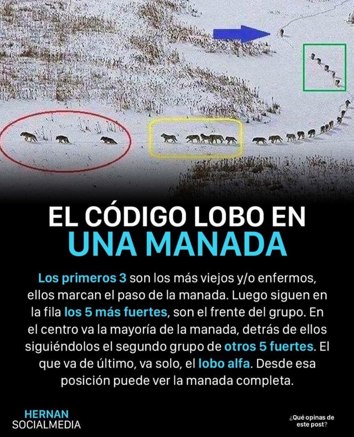 Introducir 50+ imagen jerarquía de lobos - Abzlocal.mx