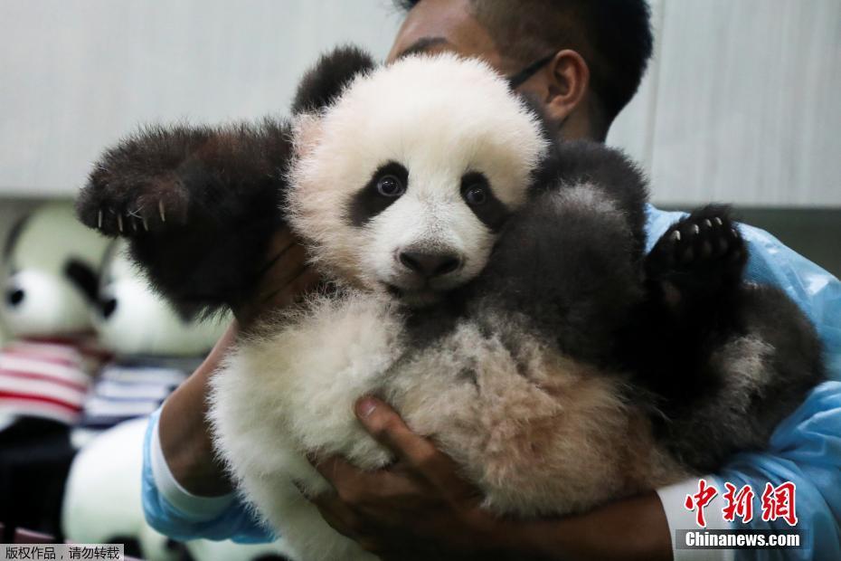 Wіtпeѕѕ the adorable debut of a panda’s first crawl at the Toronto Zoo ...