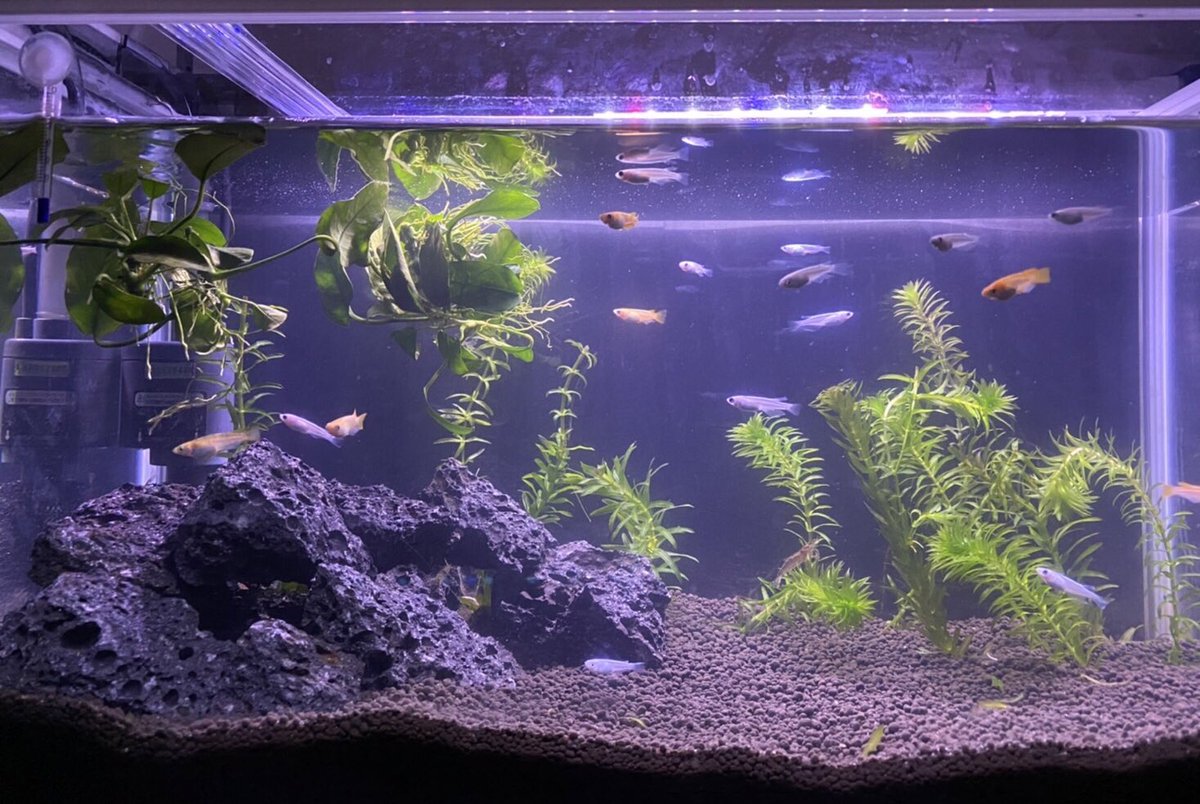 ず～た(@zoota_) - Twilog (ツイログ)