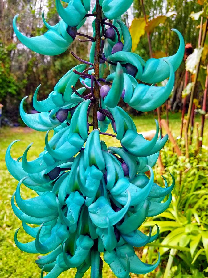 Wild Jade Vine