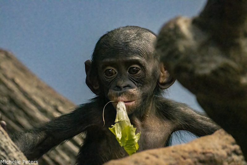 Newborn Bonobo
