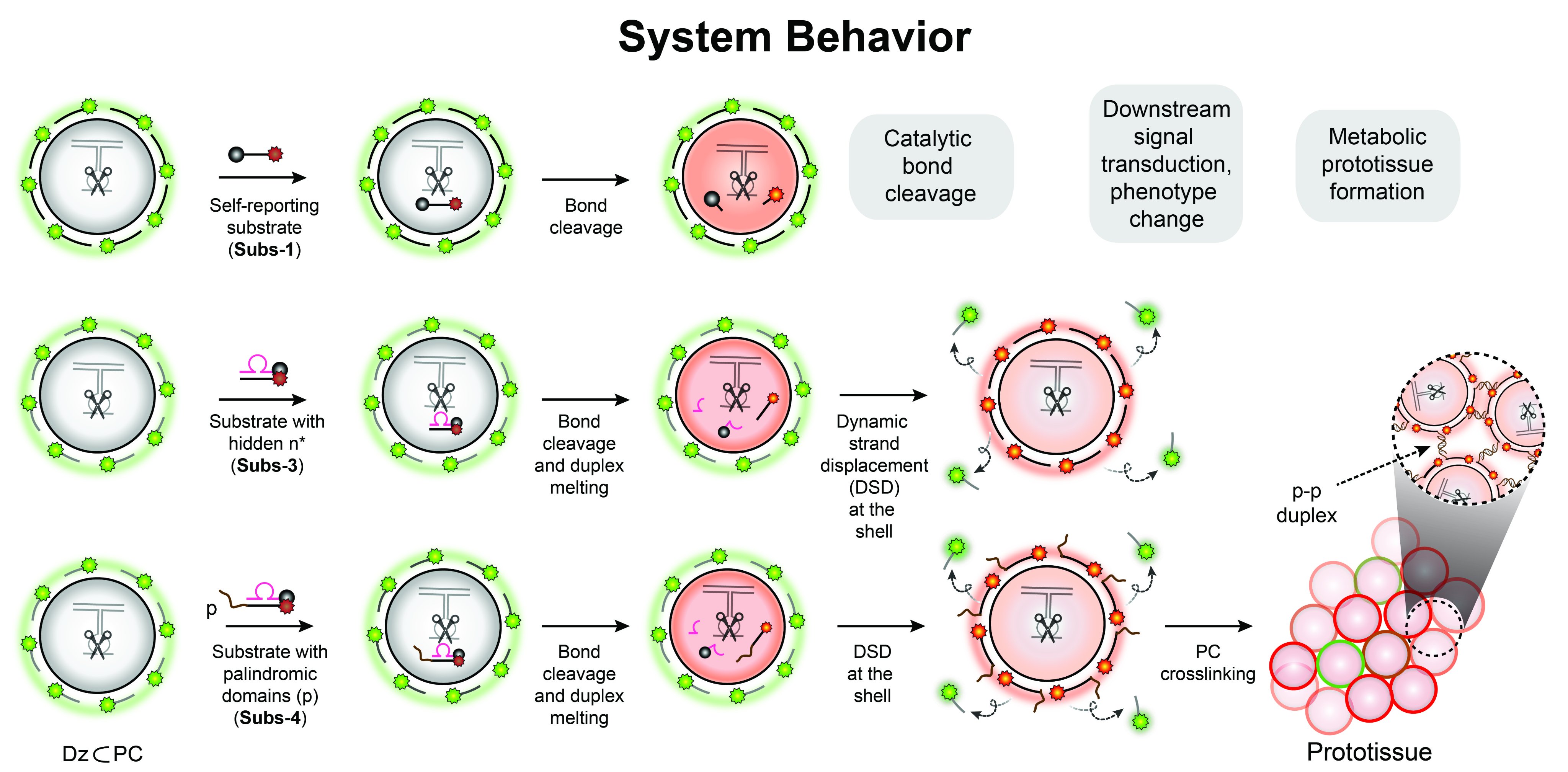 Creating Complex Protocells And Prototissues Using Simple, 46% OFF