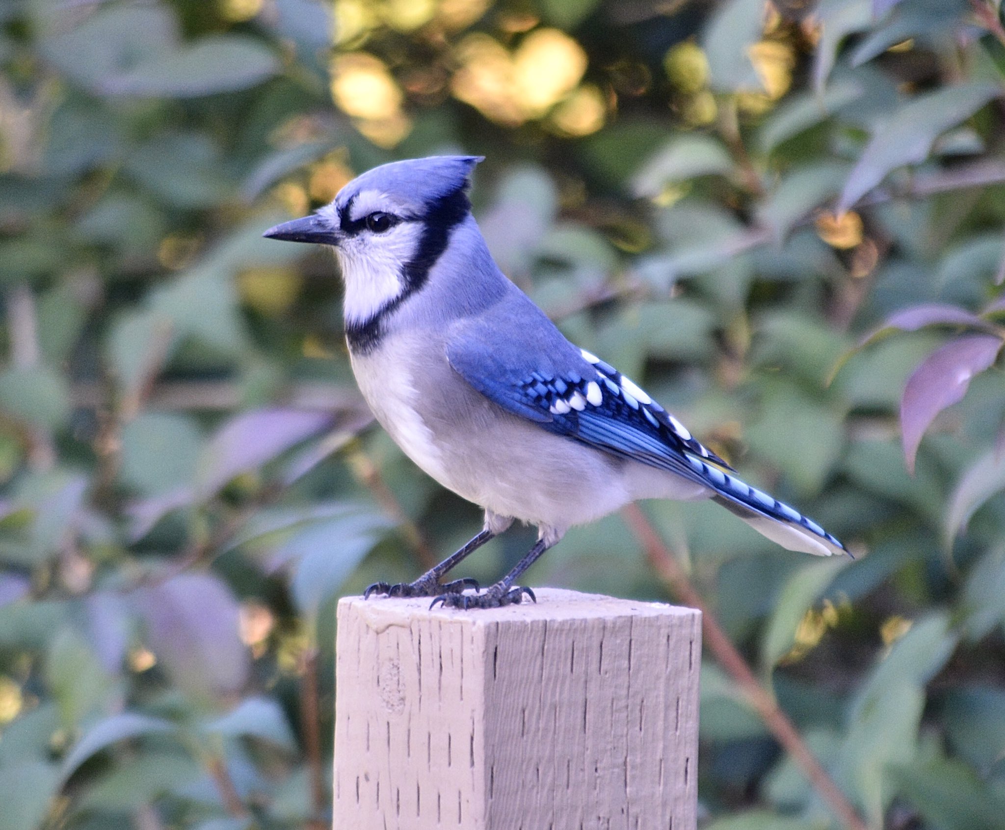 Beautiful Blue Jay Birds Blue Jay (Cyanocitta Cristata) A Bird Of