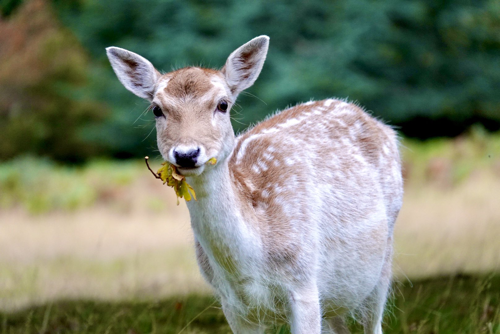 Female Deer