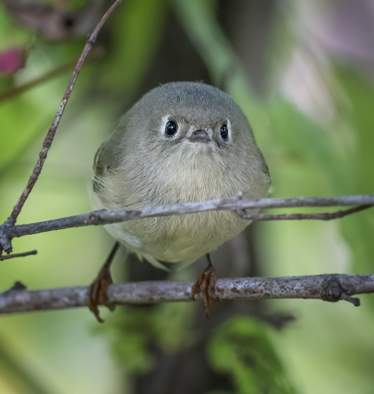 Jocelyn Anderson Photography on Twitter: "Ruby-crowned Kinglet borb https://t.co/LHBiEBgjJP ...