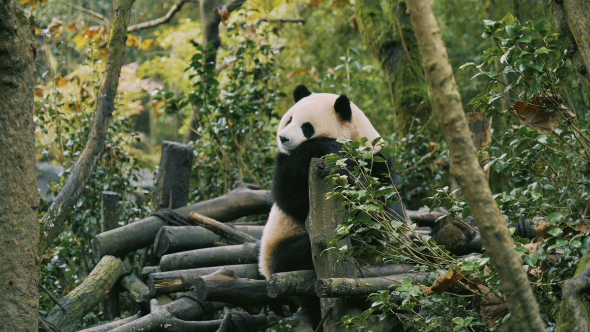The Panda Valley is a luscious playground for pandas, redpandas ...