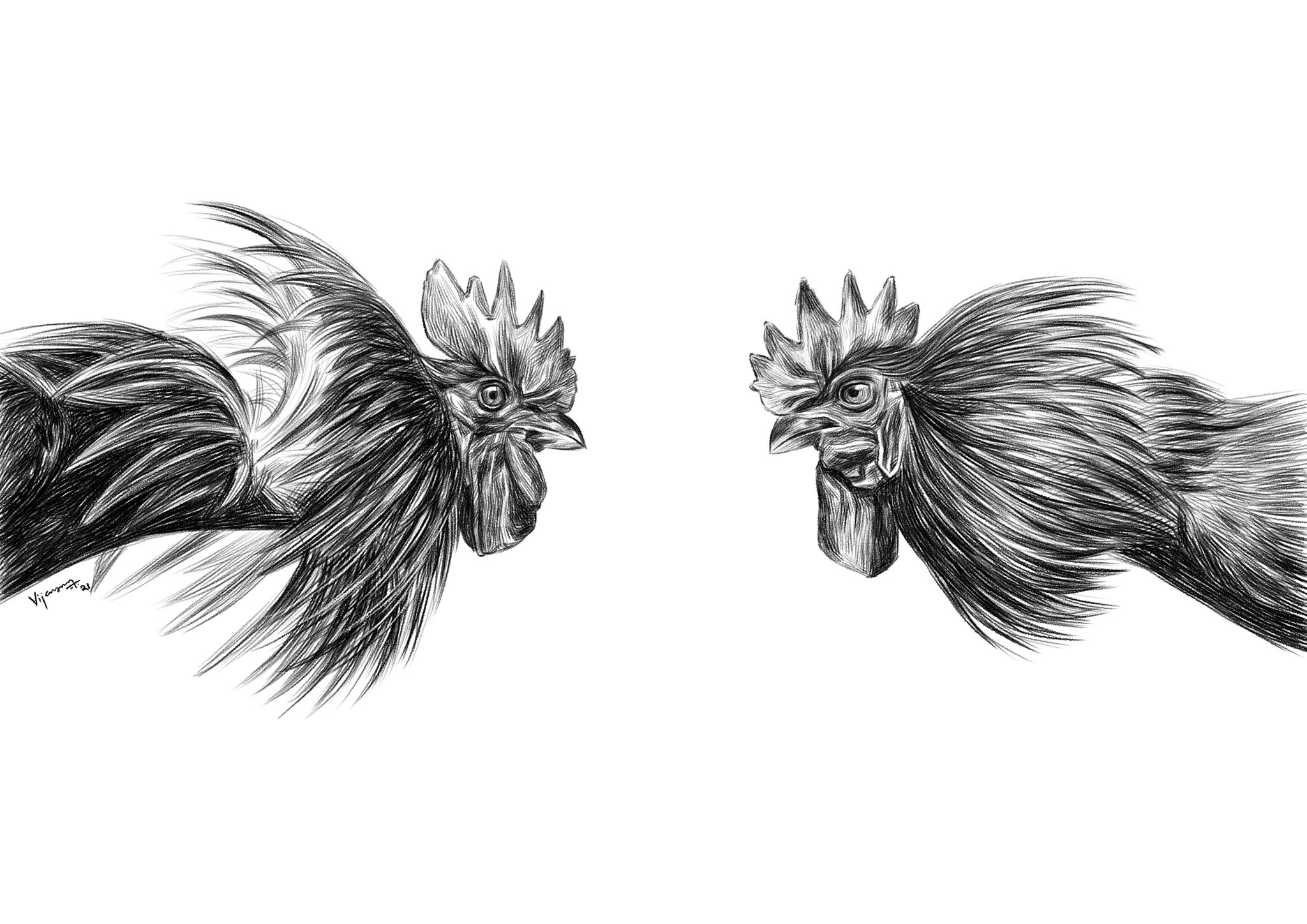 Fighting Rooster Head Drawing
