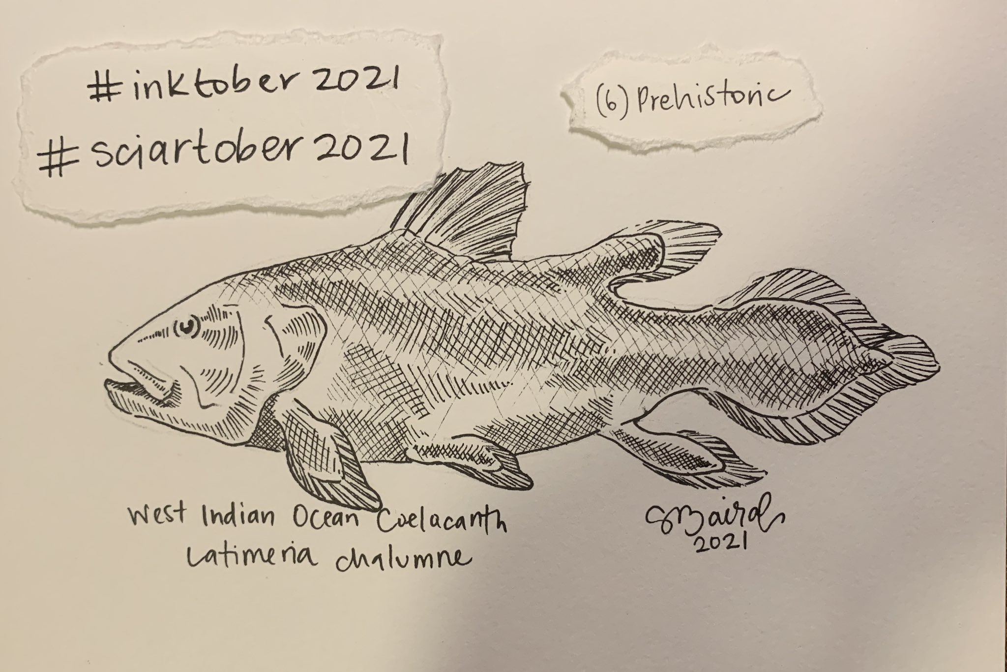 Coelacanth Drawing