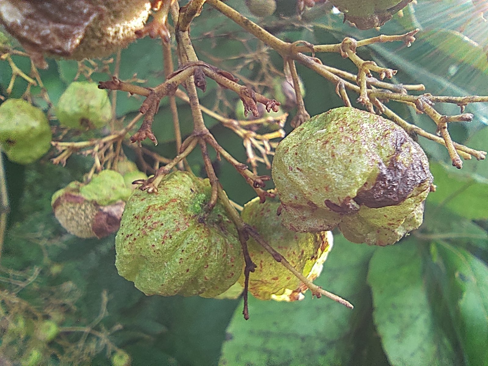 Teak Tree Fruit