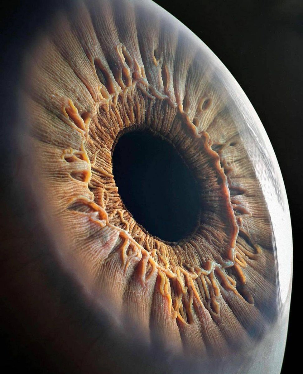 Microscopic Images Of Eyes