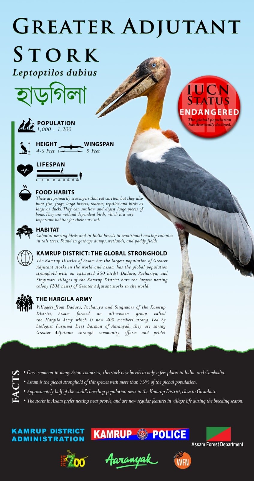 Greater Adjutant