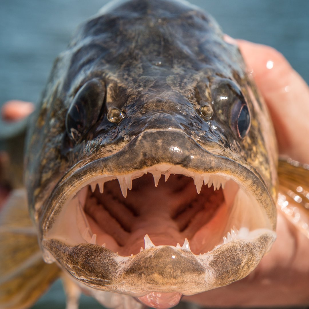 Sauger Fish Teeth