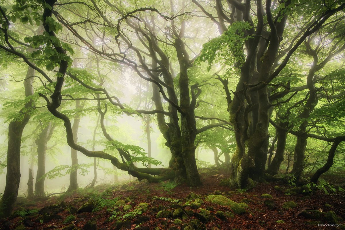 Most Beautiful Forest Wallpapers Hd