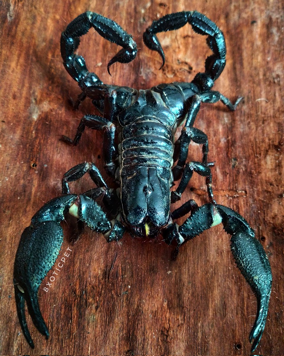 Heterometrus Cyaneus