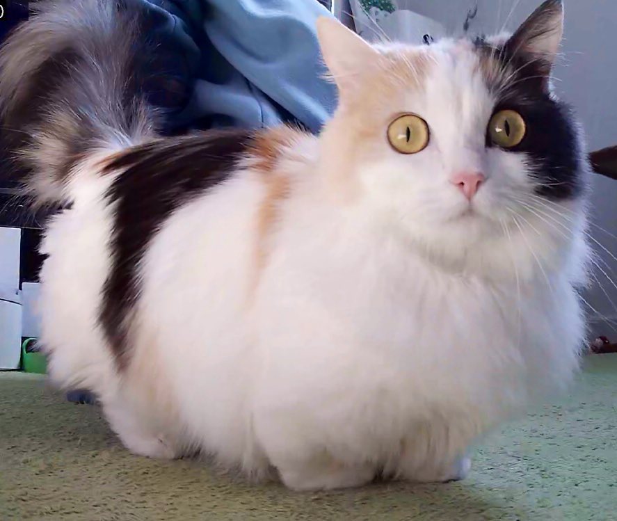 🎲텐🐋 (@TRPG_ten) | Twitter