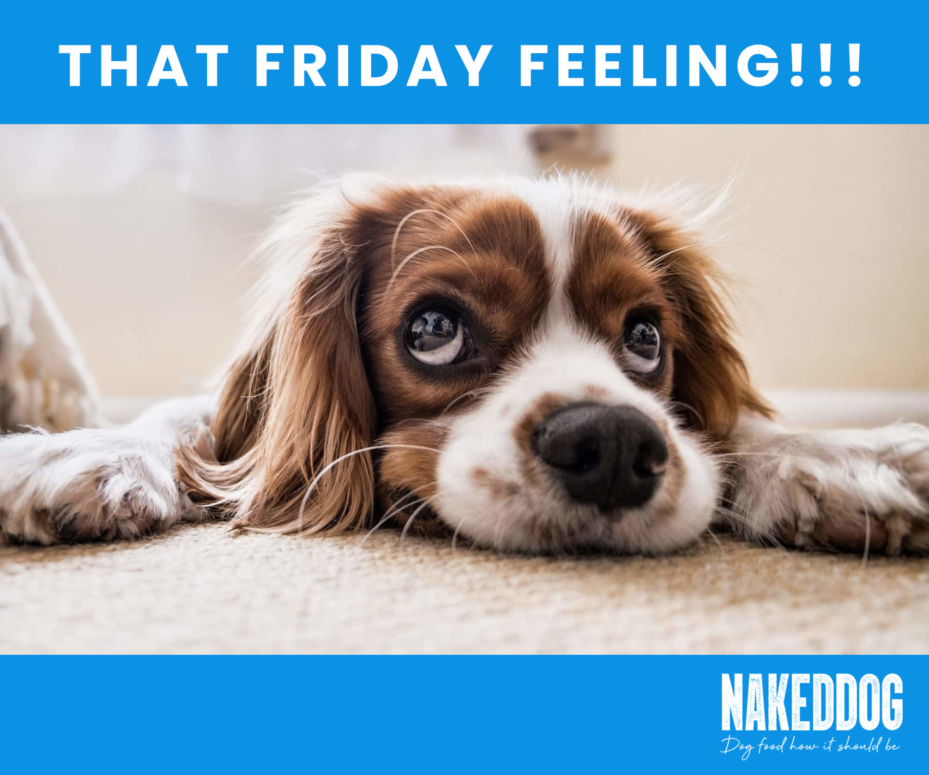 Smile Its Friday Dog