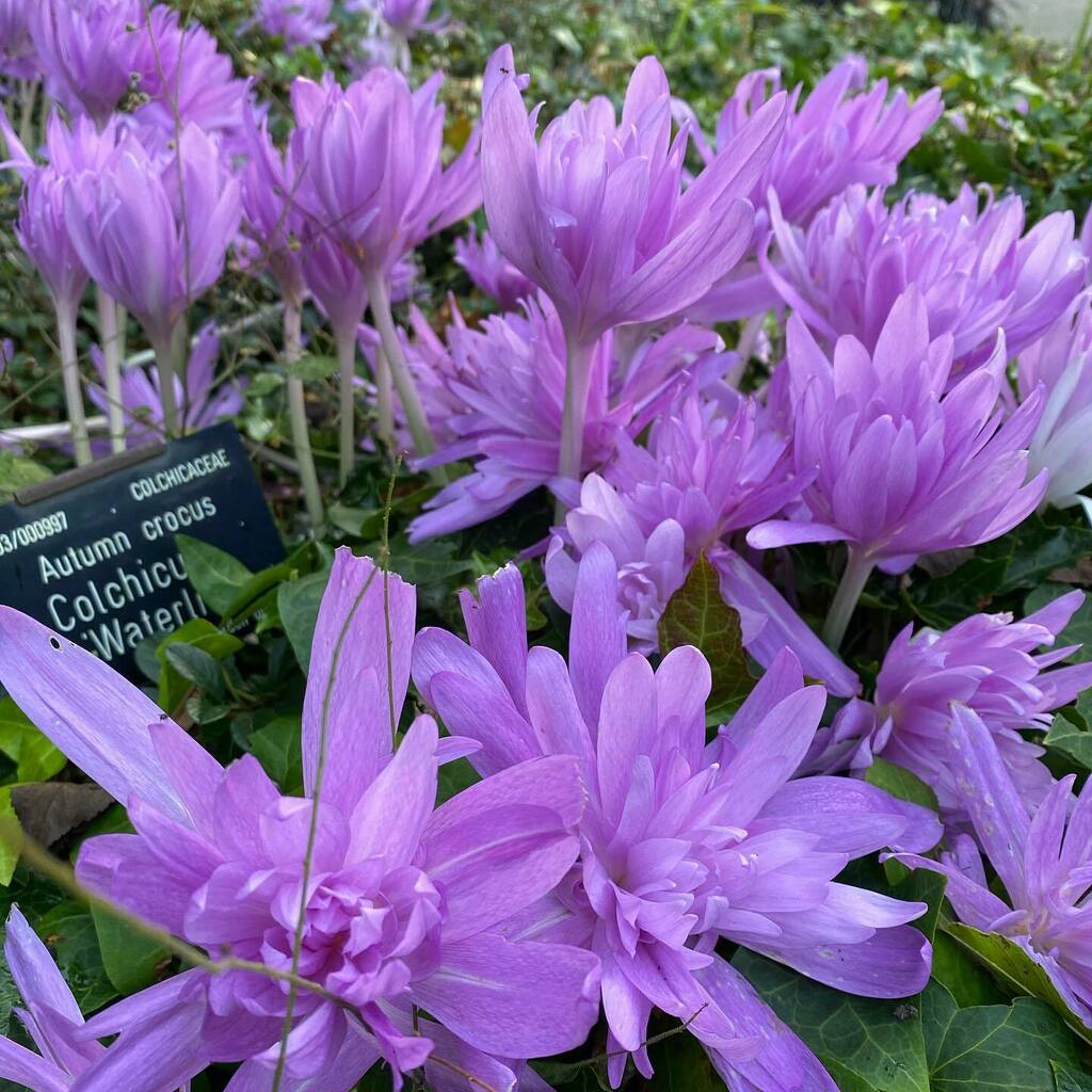 Autumn Crocus Colchicine