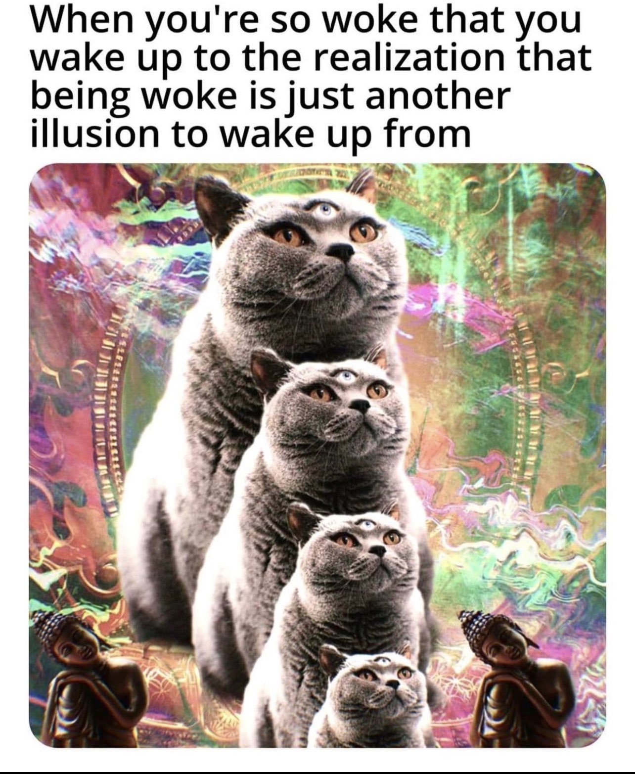Realization Cat Meme