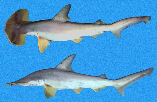 Golden Hammerhead Shark