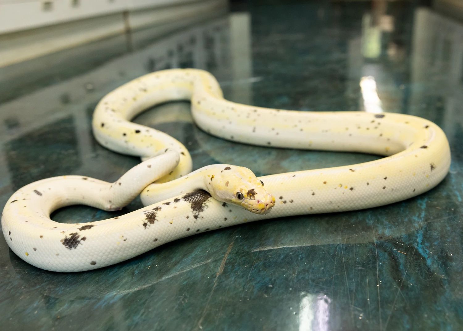 Reticulated Python Baby