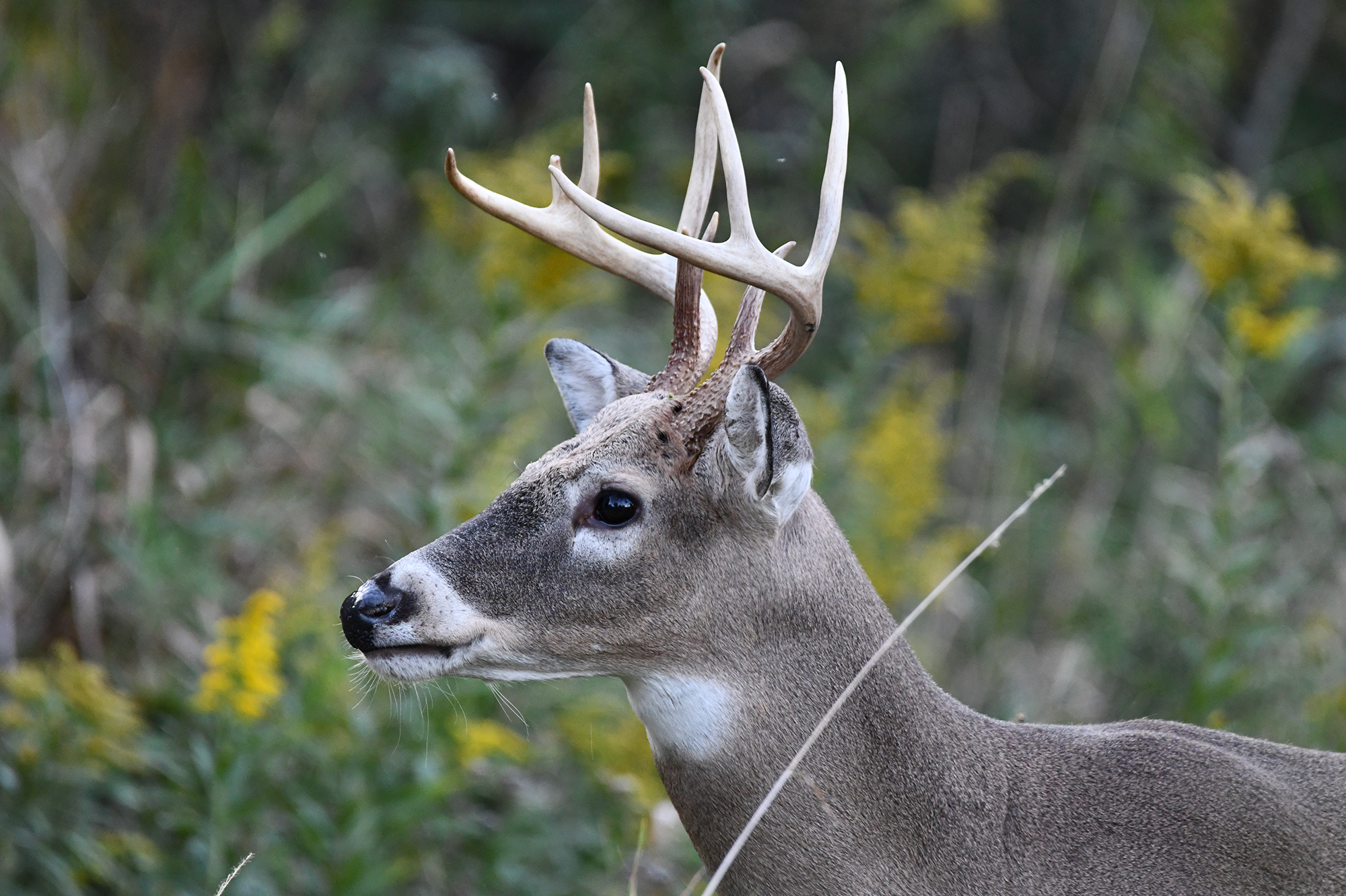 Whitetail Deer Antlers Side View