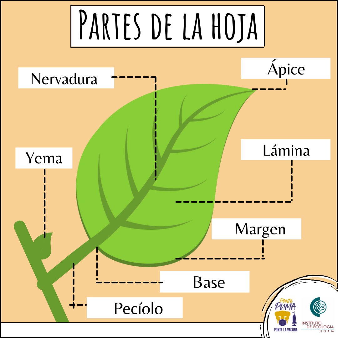 Partes De Una Hoja Pin Page