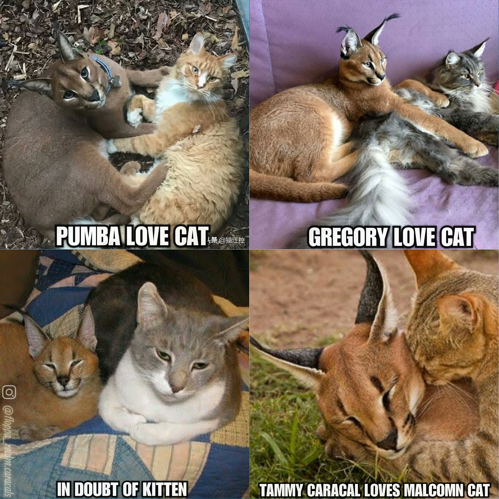 Floppa Lore on Twitter: "Floppas love cats.. 😻 #caracal #caracalcaracal #floppa #floppamemes # ...
