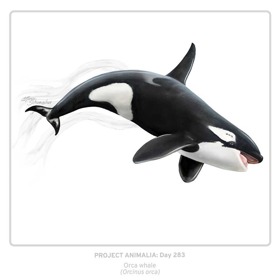 Killer Whale Side View