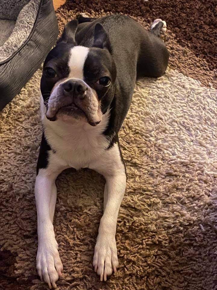 Why Do Boston Terriers Tilt Their Heads