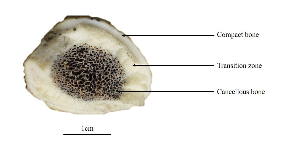 「Antlers aren't made of a keratin sheath 」|Heehoo の漫画