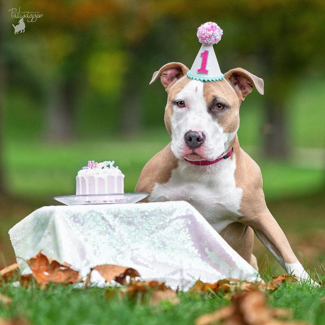 Happy Birthday Pitbull Pictures